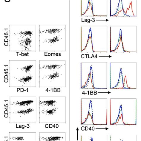 Enhanced Eomes Expression And Diminished T Bet Expression In Cd8 Cd44 Download Scientific