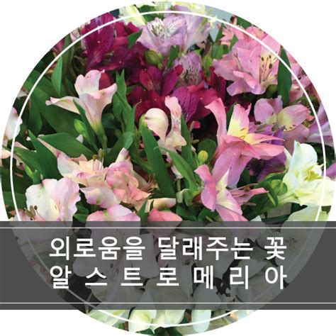 외로움을 달래주는 꽃 알스트로메리아alstromeria의 꽃말 네이버 블로그