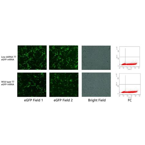Cleascript™ T7 Rna Polymerase For Mrna Synthesis Yeasen Biotechnology Posted On The Topic