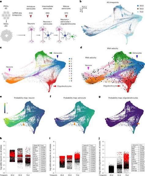Nat Neurosci：星形胶质细胞分化调控的关键 知乎