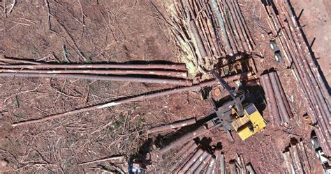 Loading Cut Tree Logs Into Truck With Help Of A Crane Manipulator Stock