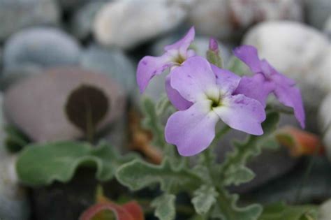 Genus Matthiola