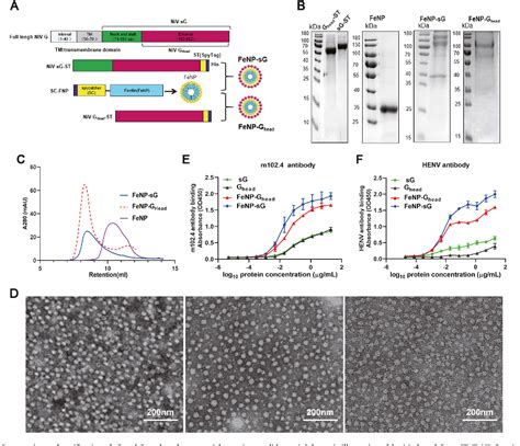 Figure 1 From Ferritin Nanoparticle Based Nipah Virus Glycoprotein Vaccines Elicit Potent