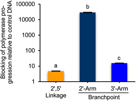 Blocking Effect Of 2 ′ 5 ′ Linkage And Branchpoint On Polymerase