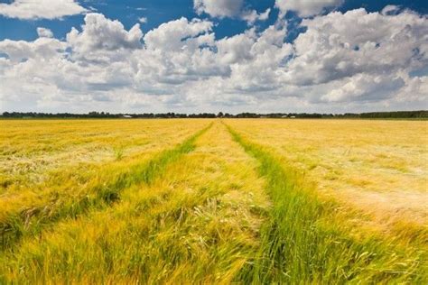 Pin van Iva Hůlková op graan | Groen, Graan
