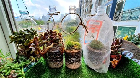 페트병화분 만들기 2 🔴 다육이 창 마리아 심어 짱짱하게 키우기 페트병에 양파망 씌우기 Succulent Plant Bottl Garden 多肉植物 다육식물 Youtube