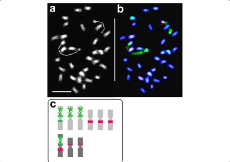 Somatic Chromosomes Of Hybrid 33 A Dapi Stained Metaphase Cell