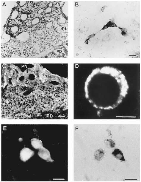 Microphotographs Showing The Distribution Of Nos In Frog Pituitary