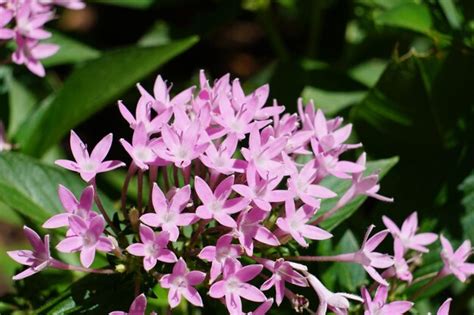 Premium Photo Close Up Of Pink Flowers
