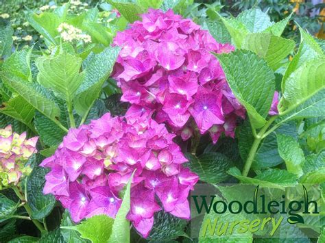 Hydrangea Macrophylla Gentian Enziandom Woodleigh Nursery