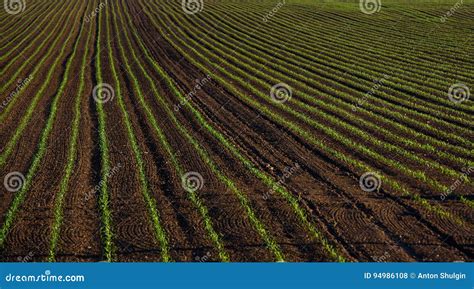 Field Of Crops Become Ripe Under The Sun Stock Image 31025695