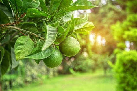 Whats The Difference Between Lime And Lemon Trees Us Citrus Nursery