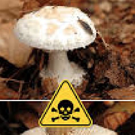 Mushroom Dataset Kaggle