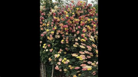 ချစ်ခြင်းမေတ္တာဟာ ငါနဲ့မသက်ဆိုင် ငိုချင်လာပြီ😞🩷 Youtube