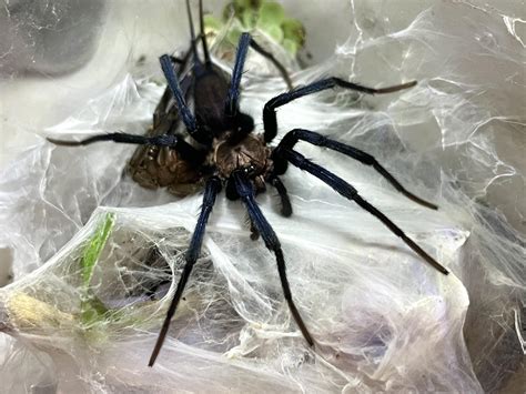 Mature Male Linothele Sericata Rspiders