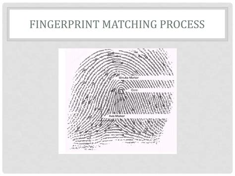 Ppt Anthropometry The World Before Fingerprints Powerpoint