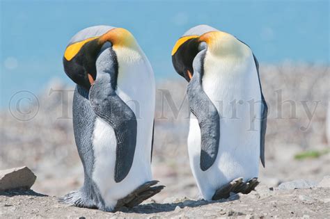 King Penguins Sleeping Tom Murphy Photography