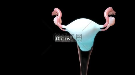 女性生殖系统图解高清摄影大图 千库网