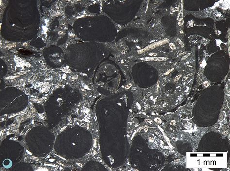 Packstone Carbonateworld