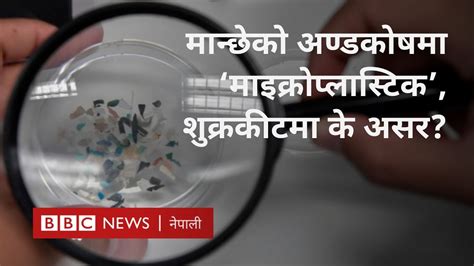 Microplastics In Testicles Low Sperm Count मान्छेको अण्डकोषमा