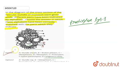 Vascular Bundle Monocot Refer The Given Figure Which Represents A