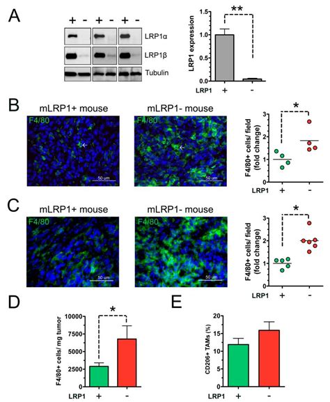 Myeloid Cell Receptor Lrp1cd91 Regulates Monocyte Recruitment And