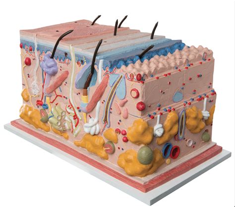 Epidermal Strata Diagram Quizlet