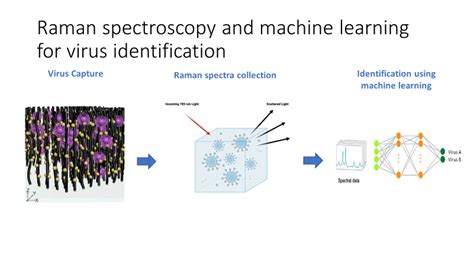 Bme In The Center Of Washington Dc Department Of Biomedical Engineering School Of