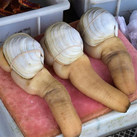 Exploring The Exquisite Flavor Of Geoduck A Delicacy Worth Savoring