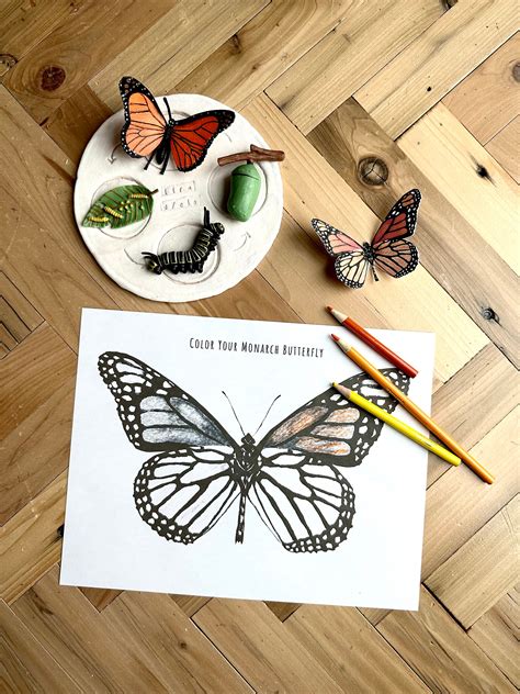 Monarch Butterfly Template