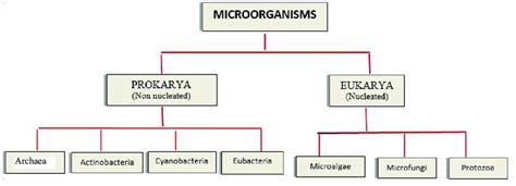 Major Groups Of Microorganisms Types Comparison Chart