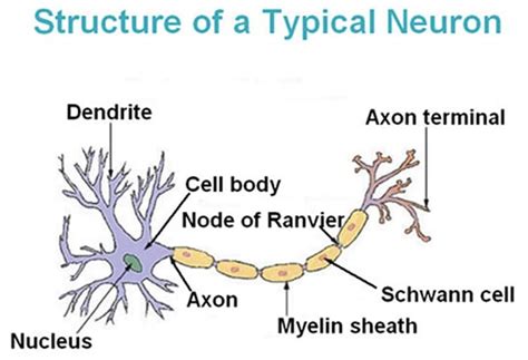 Internode Neuron