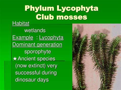 Phylum Lycophyta