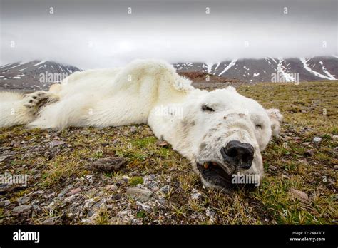 Dead From Global Warming Polar Bear