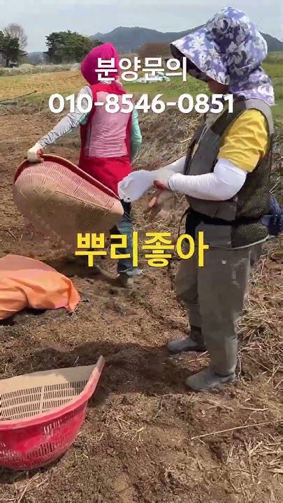 귀농귀촌 체험농장 4월 11일 지리산 오리지날 지리산 먹 고사리종근 모종 뿌리 분양 고사리종근이 너무 좋아요 Youtube