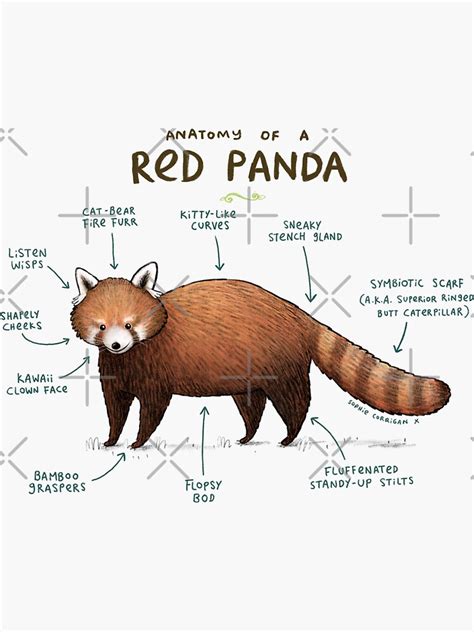 Anatomy Of A Red Panda Sticker For Sale By Sophiecorrigan Redbubble