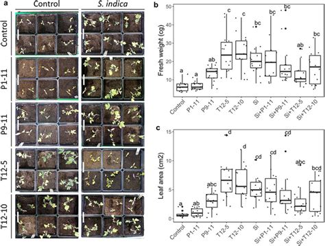 Effect Of Bacterial Strains Methylobacterium Sp P1 11 Tardiphaga Sp