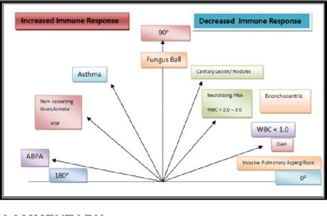 Figure 1 From The Different Clinical Expressions Of The Aspergillus