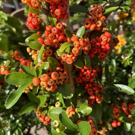 Pyracantha ‘saphyr Orange Find Haveplanter