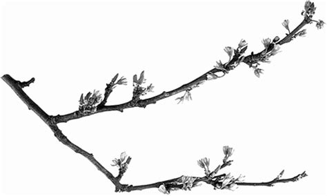 ON RADIOLOGY CT Sign Of Tree In Bud Appearance