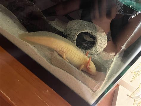 Can Someone Help Identify If This Axolotl Is Make Or Female Also How