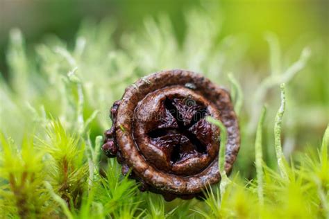 Eucalyptus Fruit Between Moss And Lichens Stock Image Image Of Berry