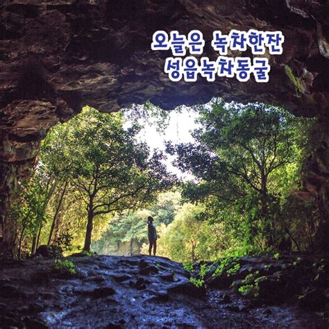 제주도 녹차밭 오늘은 녹차한잔 성읍녹차동굴 네이버 블로그