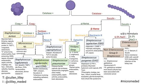 Oral Antibiotics For Gram Negative Bacteria
