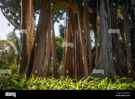 Ficus Macrophylla F Columnaris Banyan Tree Or Lord Howe Fig Aerial
