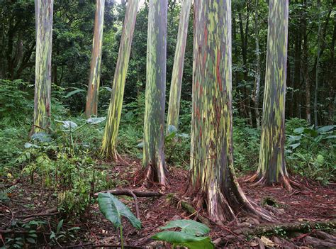 Can A Rainbow Eucalyptus Grow Indoors