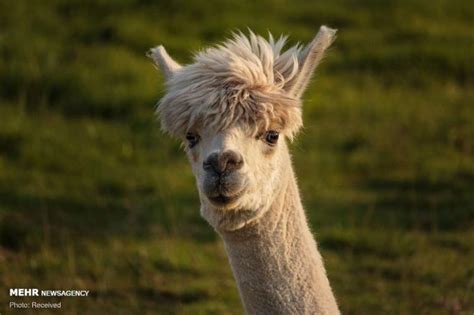 تصاویر لاما شتر بی کوهان