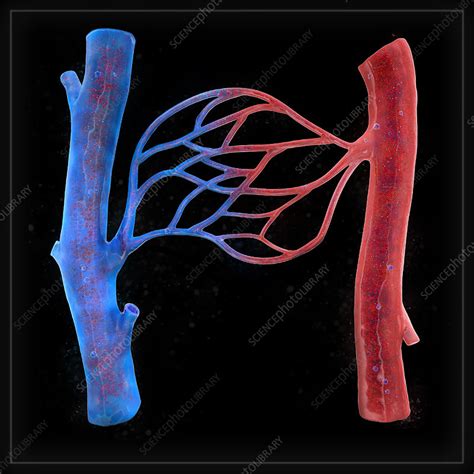 Microcirculation Illustration Stock Image C047 2677 Science
