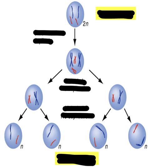 Reproductive Anatomy Labeling Diagram Quizlet