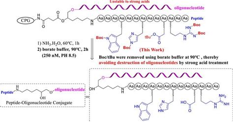 Peptide Oligonucleotide Conjugates Boc Sciences